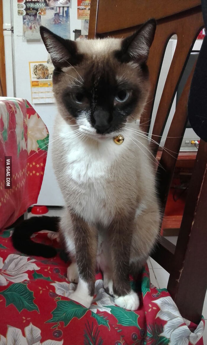 Meet my cat,Bruce Wayne - 9GAG