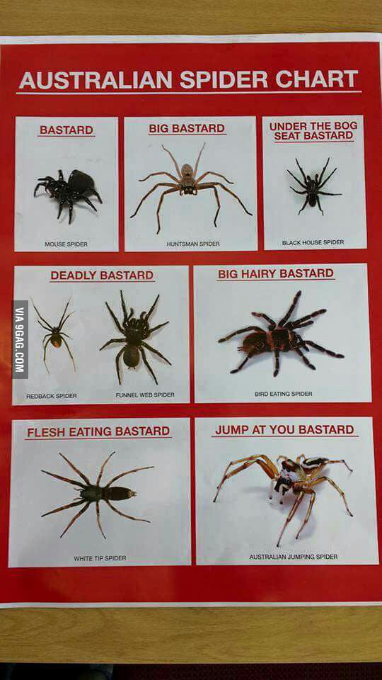 The various Australian spiders. - 9GAG