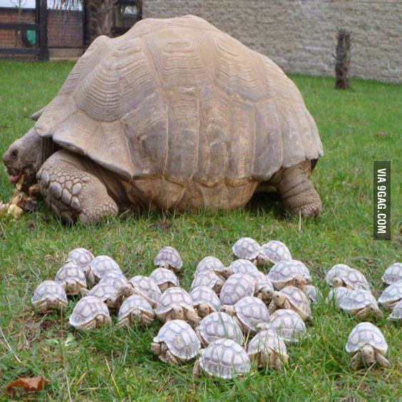 Baby Turtle Army - 9GAG