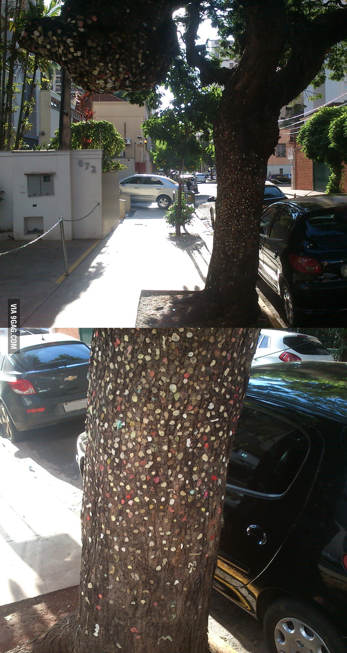 Just a sticky tree - 9GAG