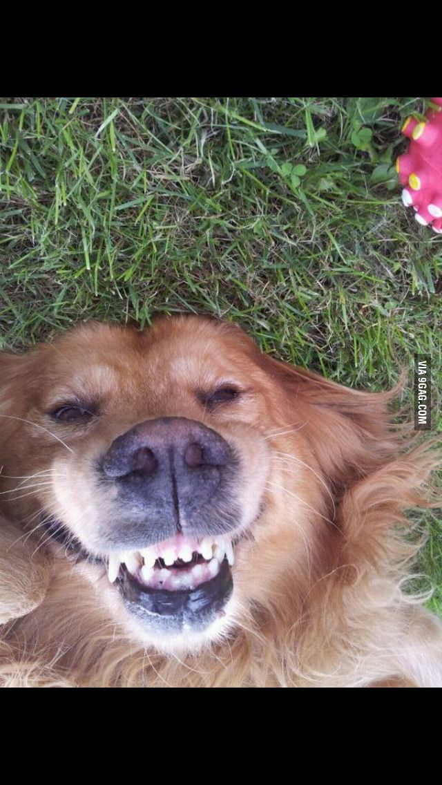 Happy dog - 9GAG