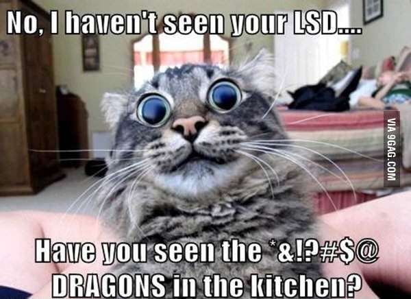 Cat on LSD... - 9GAG