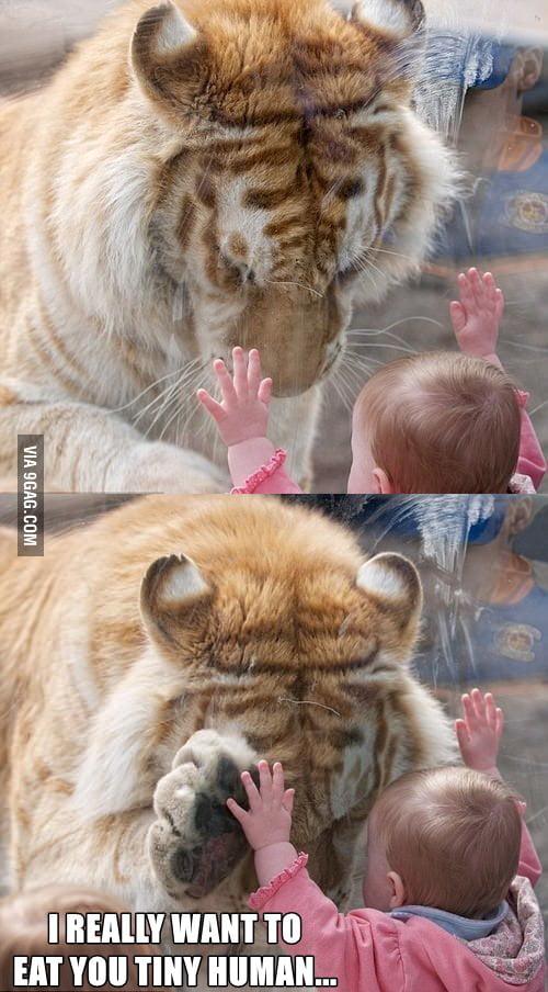 Poor Tiger - 9GAG
