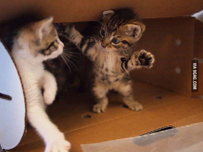 Cuteness Attack! - 9GAG