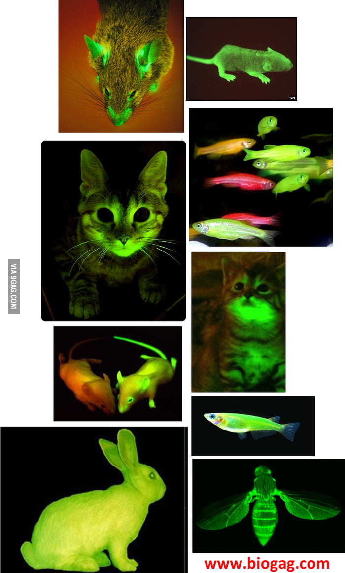 Real transgenic fluorescent animals - 9GAG