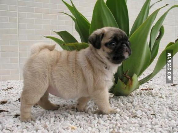 Cute Pug wants a Hug - 9GAG