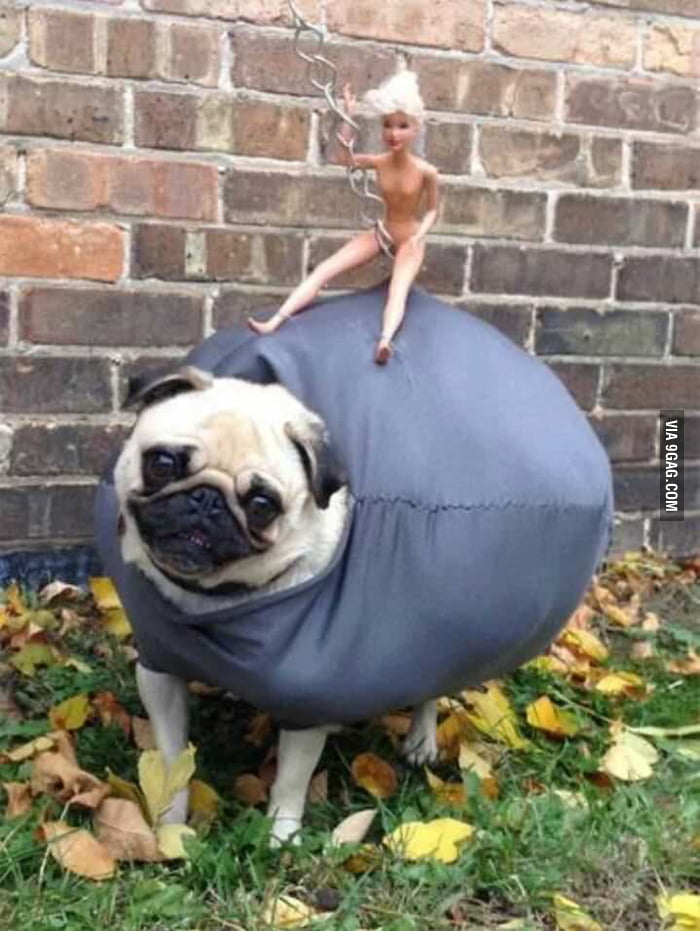 I came in like a wrecking pug - 9GAG