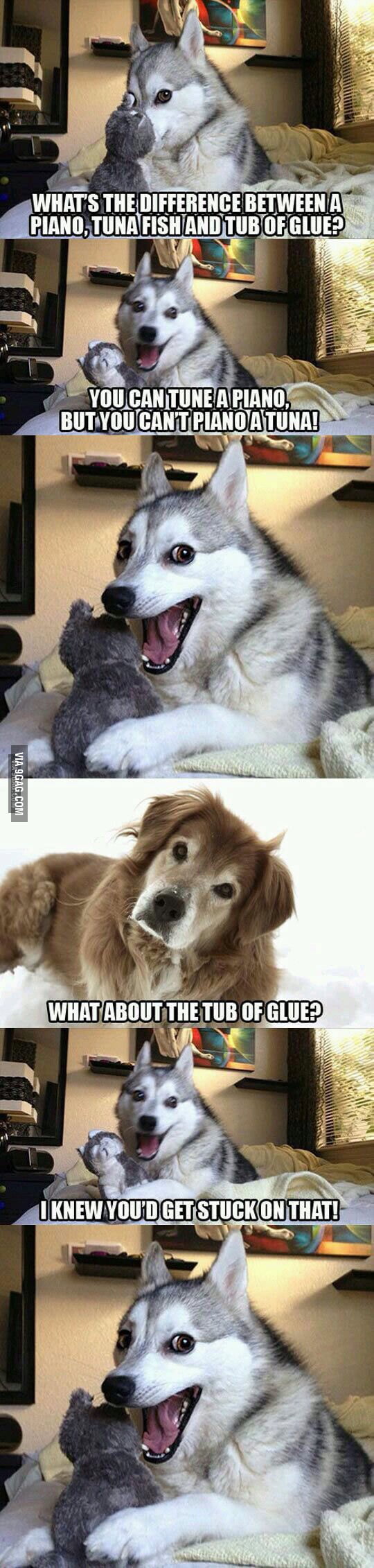 Bring back pun husky memes! - 9GAG