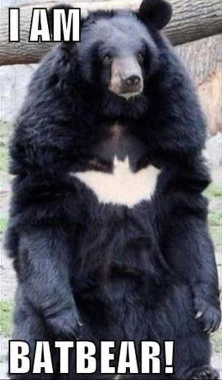 Batman is tired, Batbear is your man - 9GAG