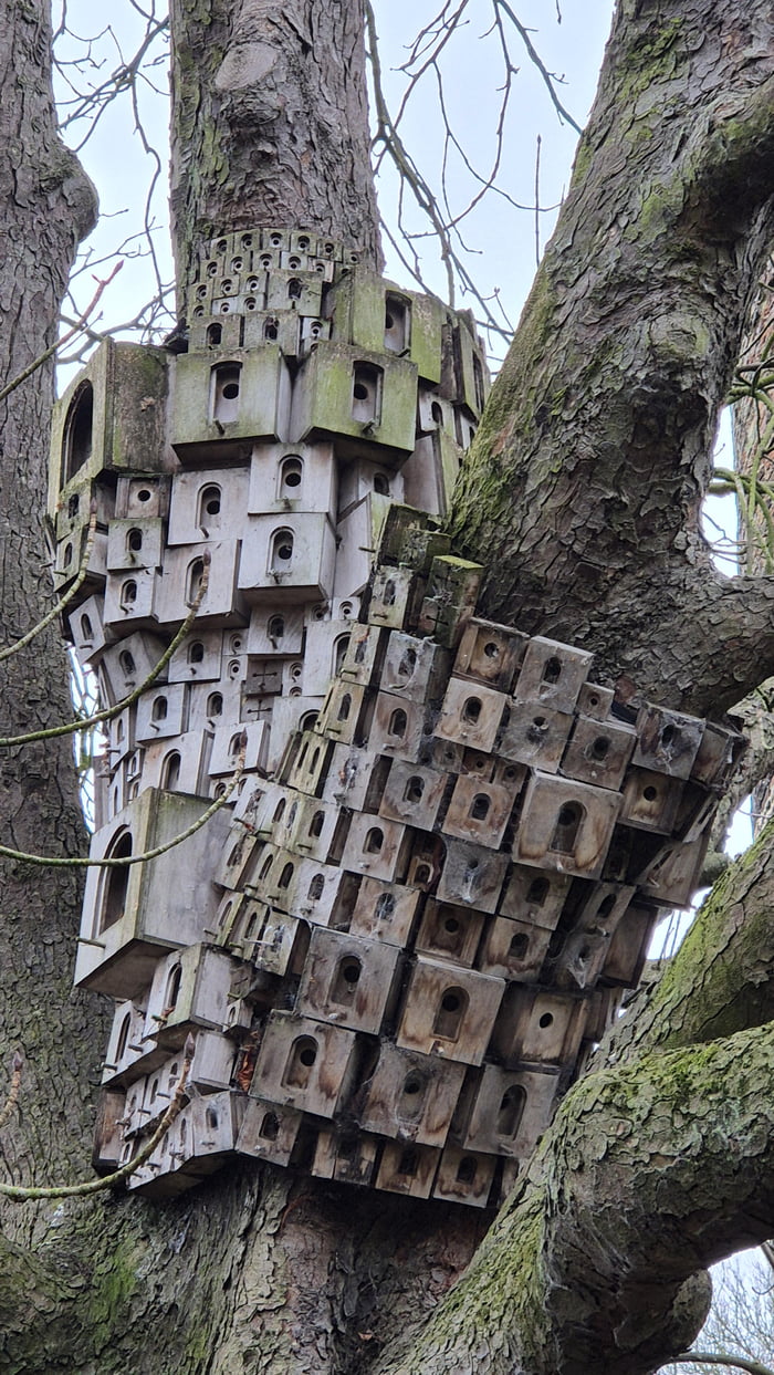 A tree covered in bird boxes - 9GAG