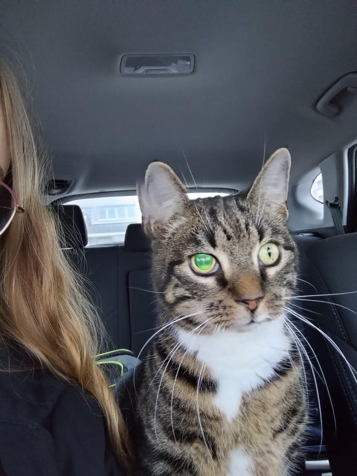 Car with broken headlight (he is ok!) - 9GAG