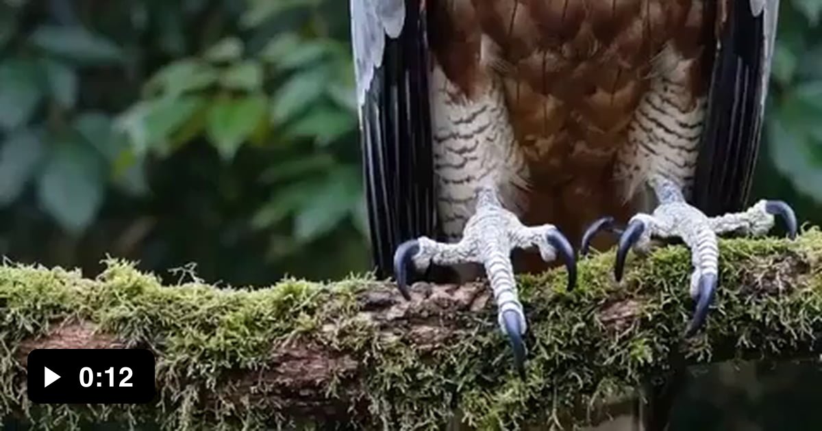 Appearance of the harpy eagle - 9GAG