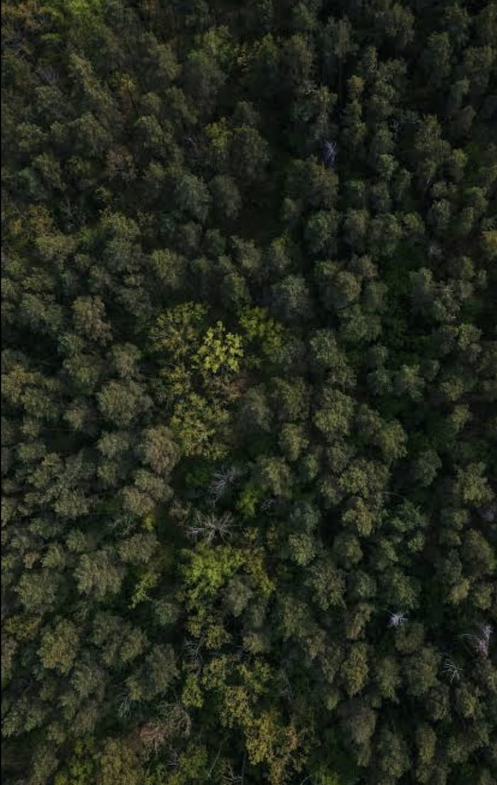 The Creek - click on all the trees with bots in them - 9GAG