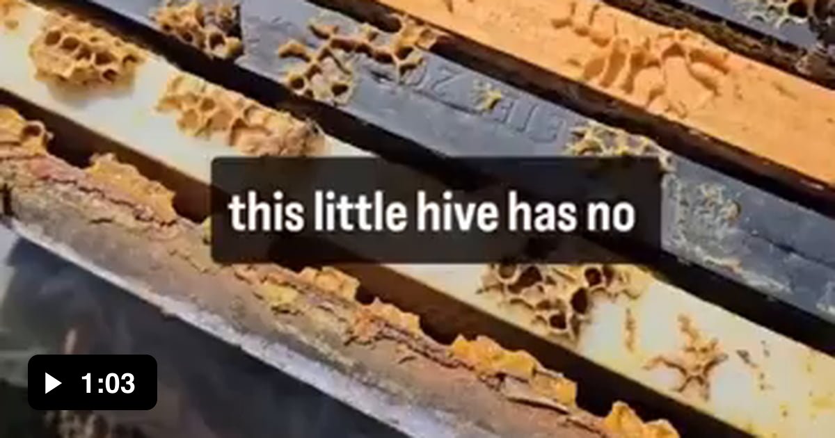 Giving this lost bee hive a new queen! - 9GAG