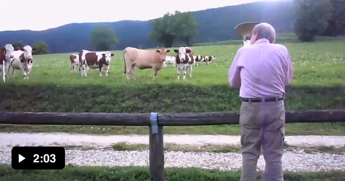 Why do cows love jazz? - 9GAG