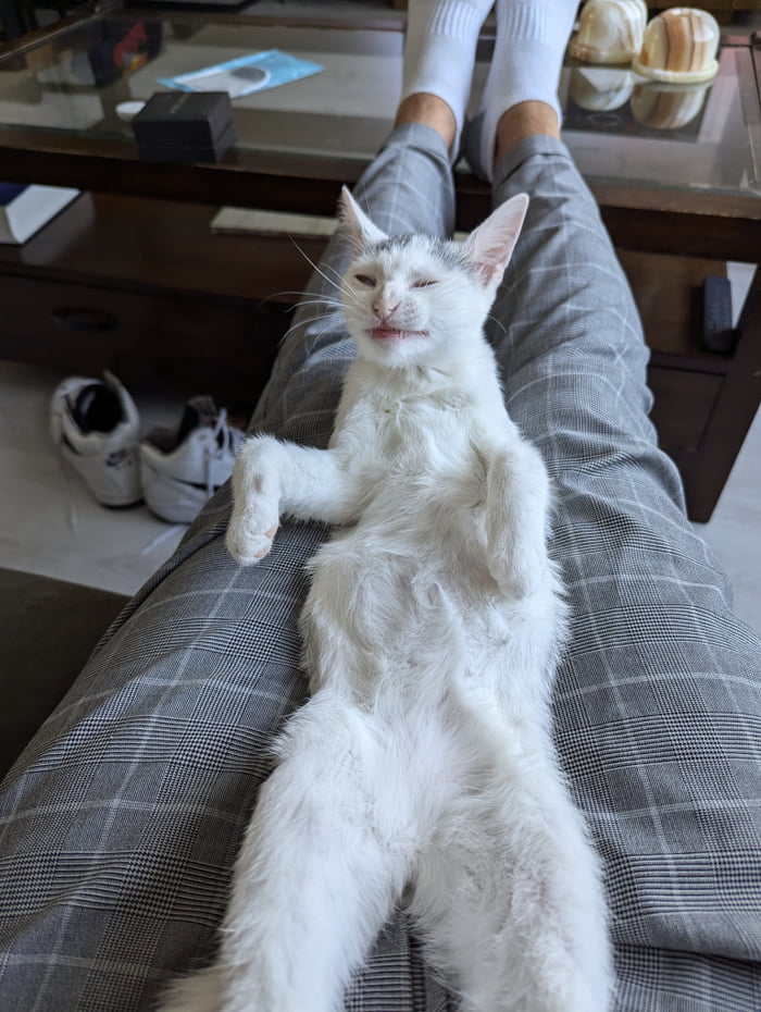 Meet Stormy, she's a bit special. - 9GAG