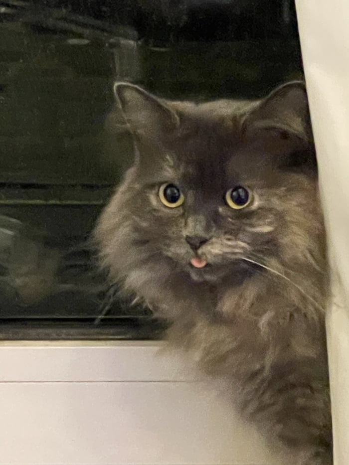 Since we showing cats this derpy one is Graphene - 9GAG