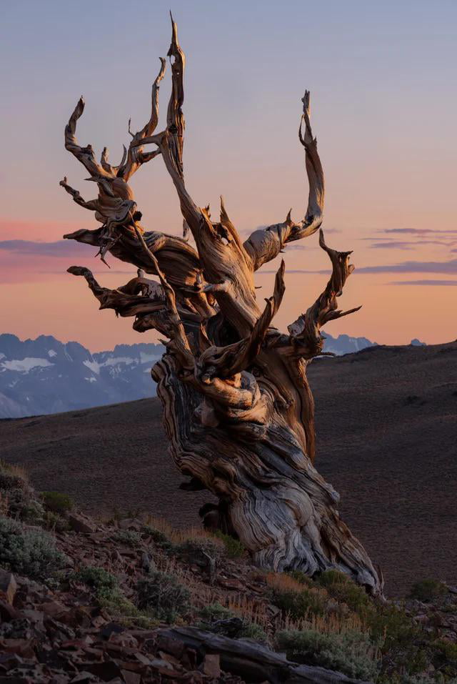 Meet Methuselah: The nearly 5,000-year-old tree that’s been alive since ...