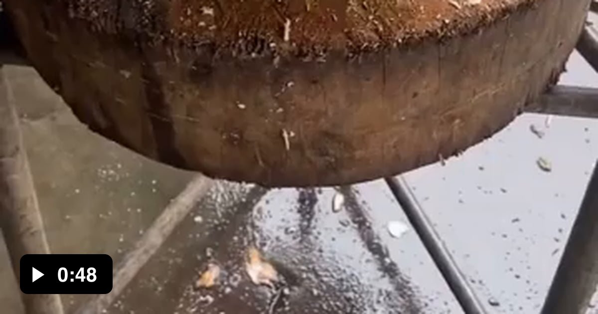 The most skilled coconut cutting you’ll see - 9GAG
