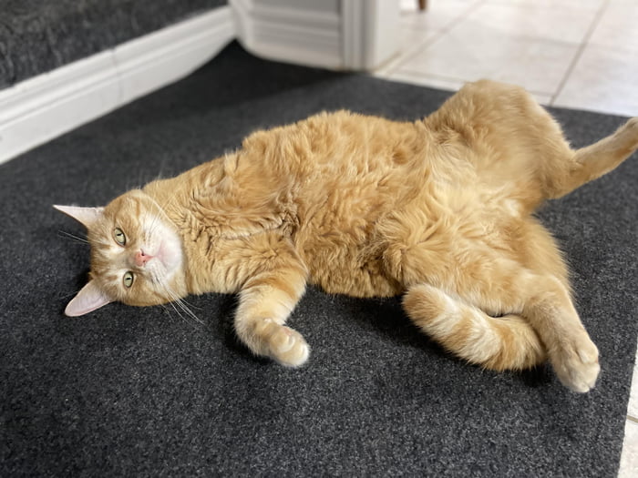 “3 paws, no probs” - 9GAG