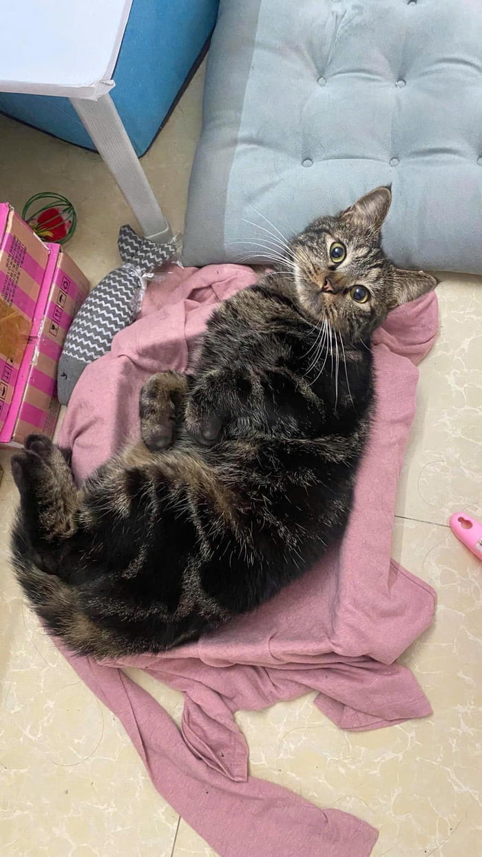 Step 1: Show belly. Step 2: Bite the fool. - 9GAG