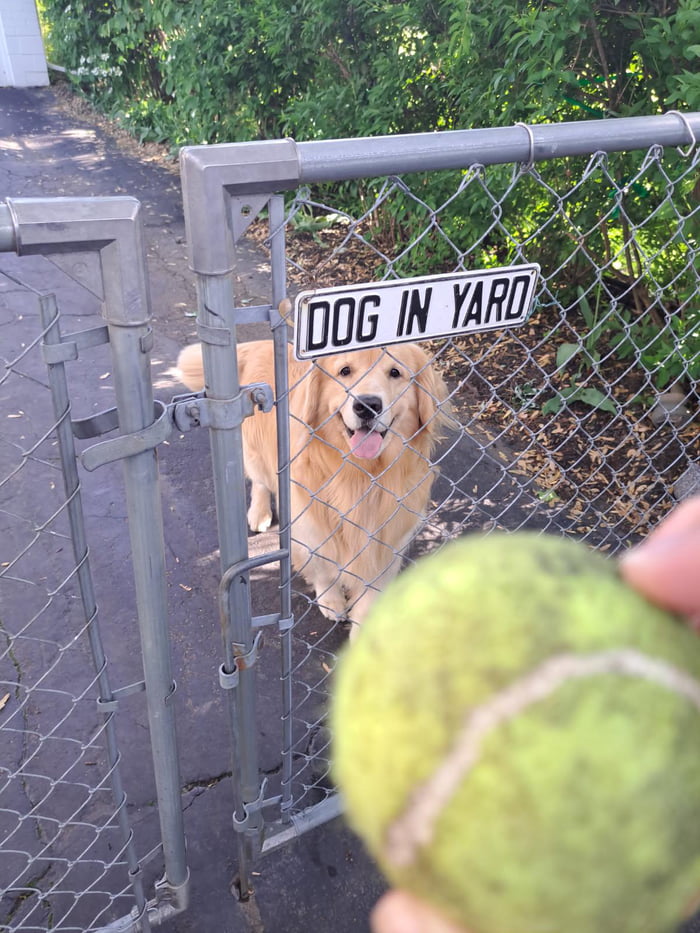 Throw the ball. THROW IT! - 9GAG