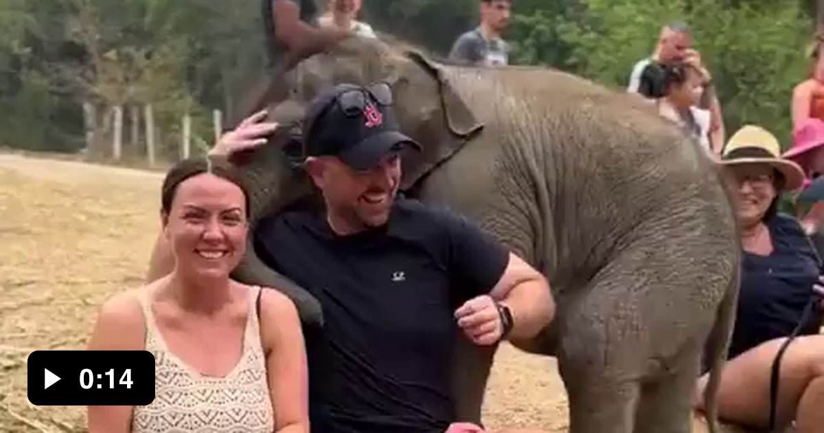 Baby elephants think humans are so cute and want to hug us 🤣🤣 - 9GAG