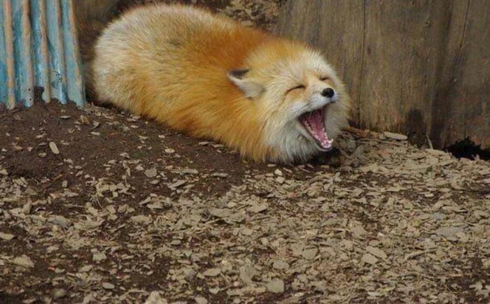 Loaf of fox, the Chicken Bane Bread. - 9GAG
