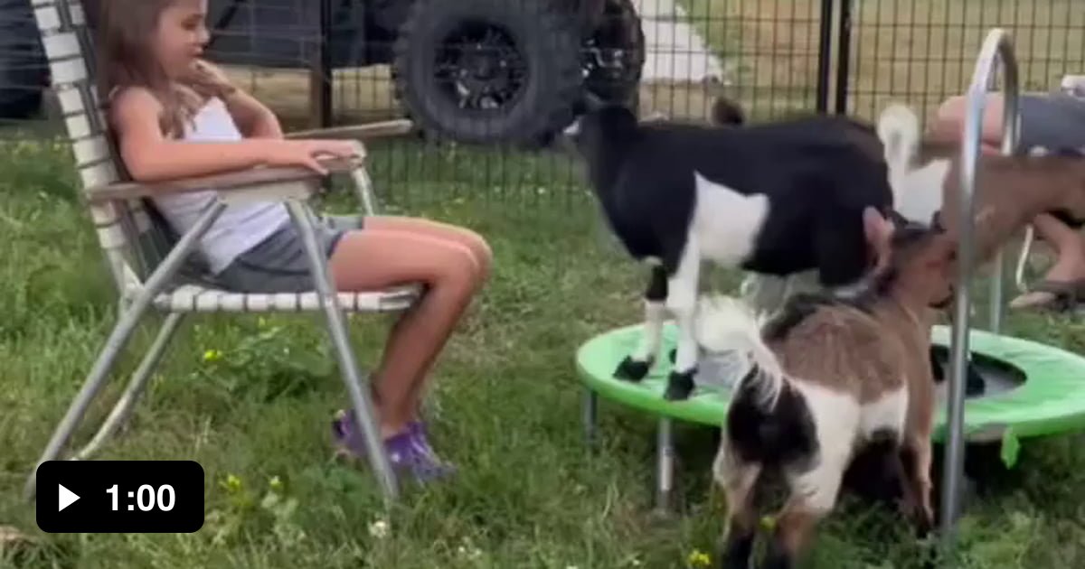 Fainting goats never fail to make me laugh - 9GAG