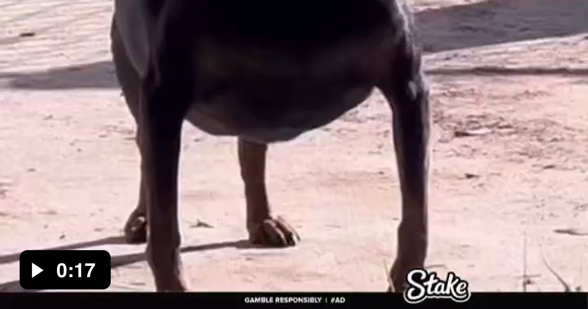 What breed of dog is this??? - 9GAG