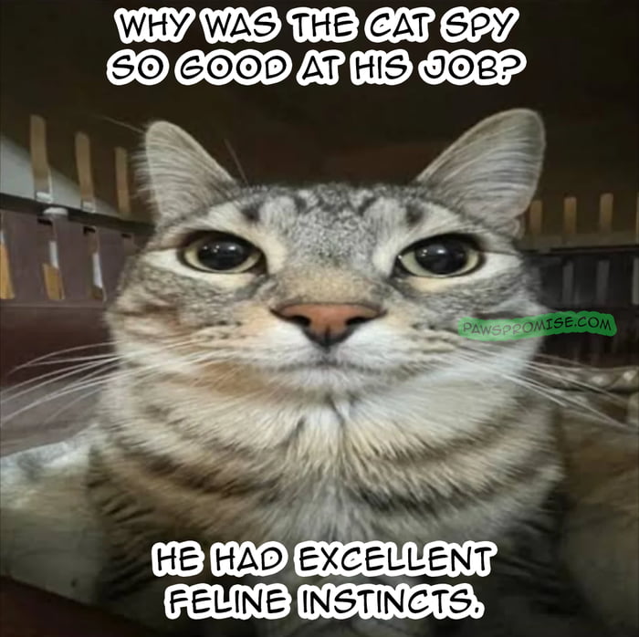Did the CIA use cats as spies? - 9GAG