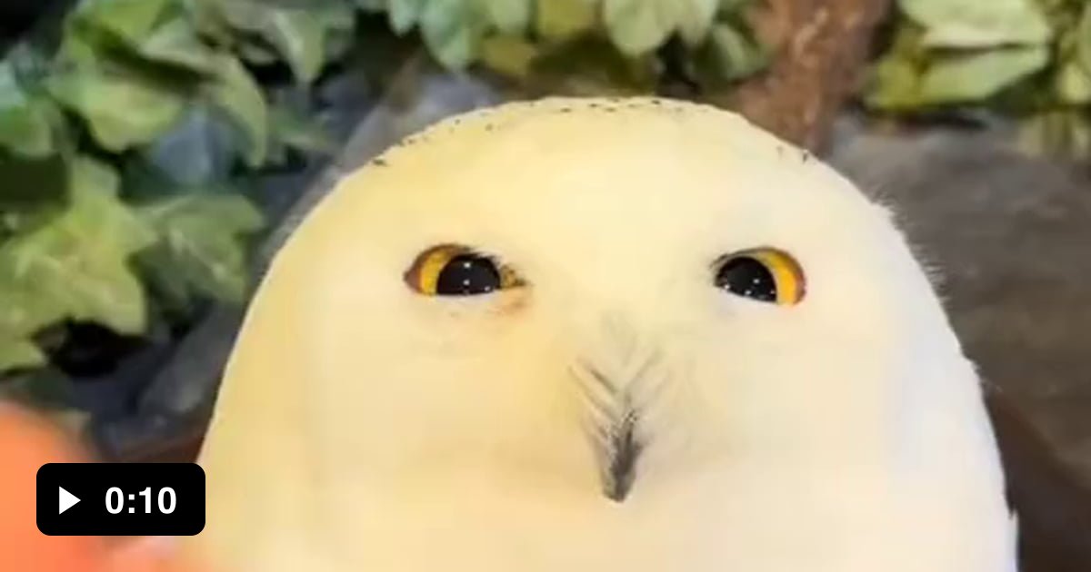 A perfectly rOund Owl - 9GAG