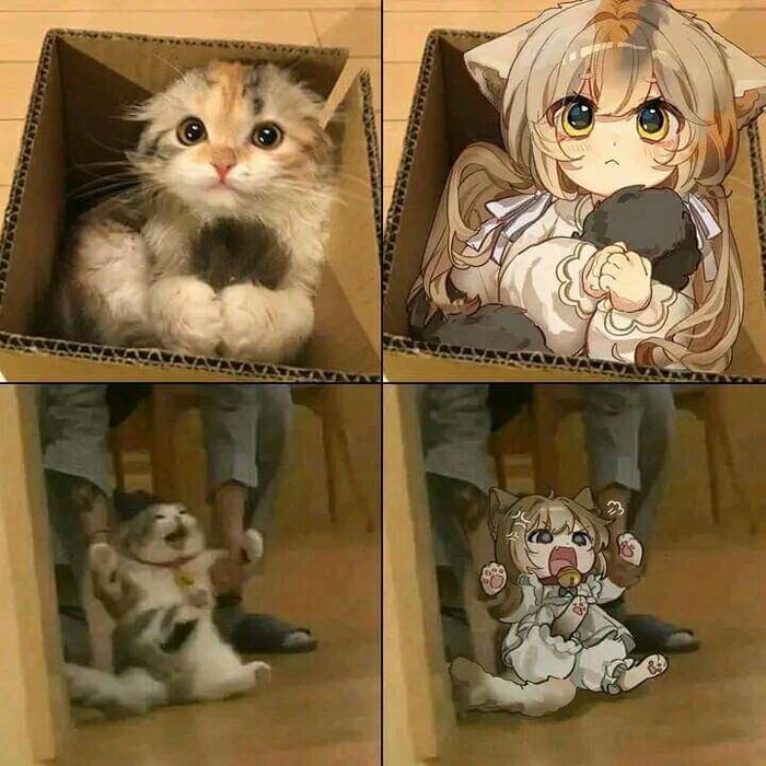 Making furry great again - 9GAG