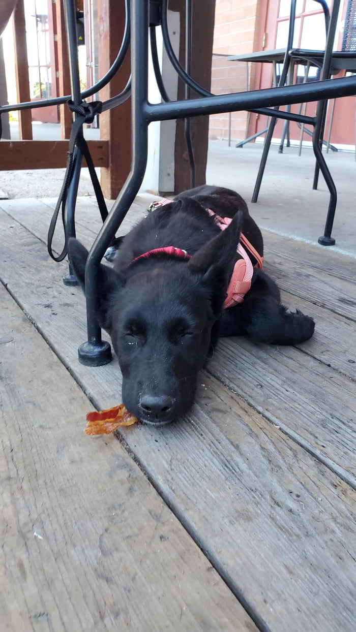 The only time pupper slept through bacon - 9GAG