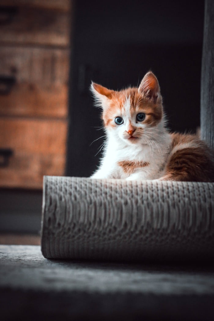 I am now a proud owner of this little fellow - 9GAG