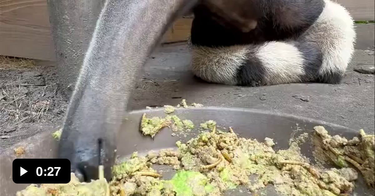 Getting every last bite - 9GAG