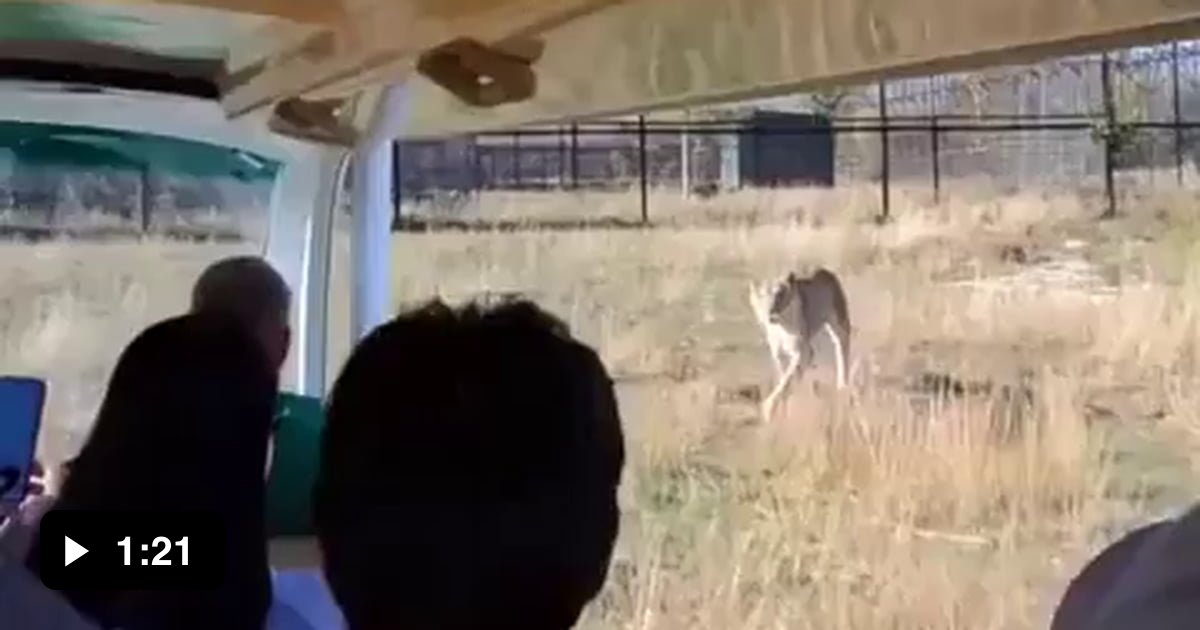 Just a big friendly cat on safari - 9GAG