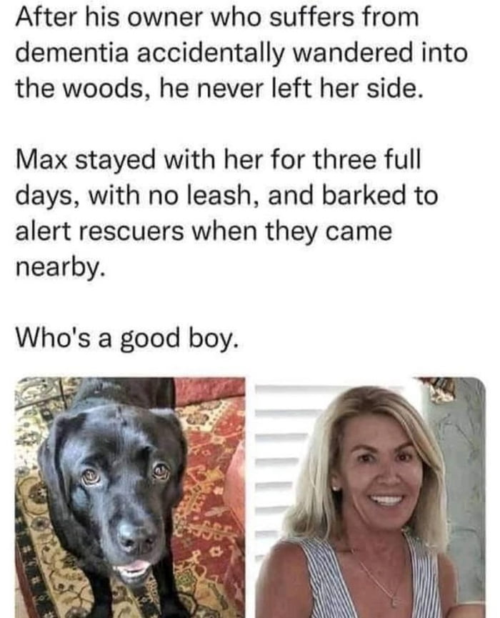 Max the hero dog stayed by his owner's side for three days until help arrived. True loyalty. - 9GAG