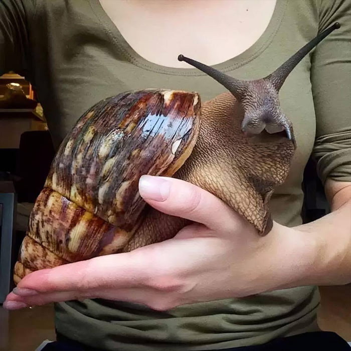 This giant snail is surprisingly charming - 9GAG