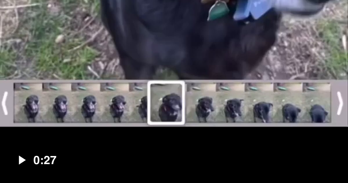 System of a dawg - 9GAG