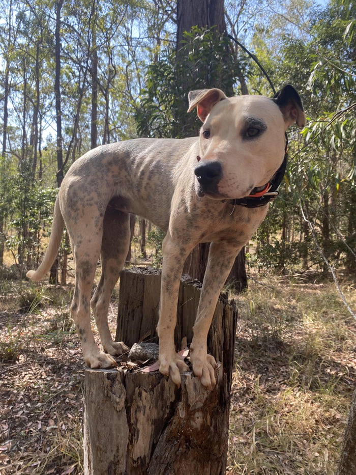 Dog on a log! - 9GAG
