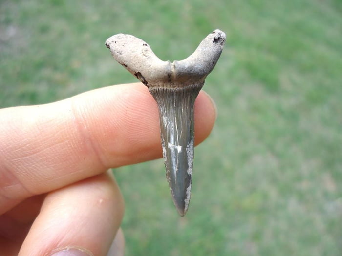 A Goblin Shark Tooth 9gag