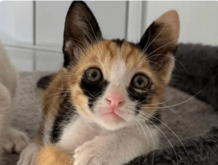 Alive Coopurr’s meowscara is running - 9GAG