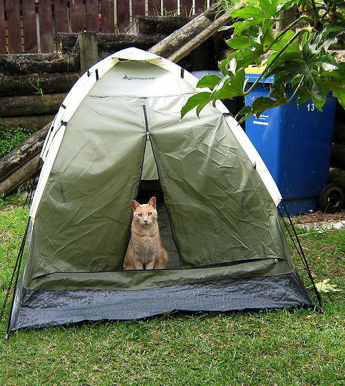 Cat Scout in Tent - 9GAG