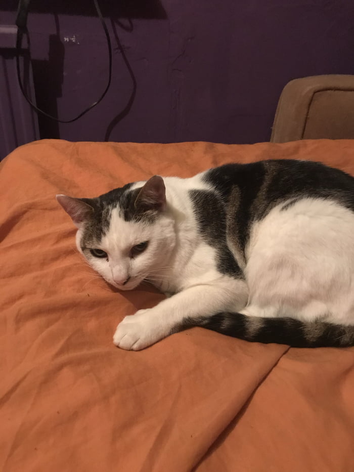 Said goodbye to this guy tonight RIP - 9GAG