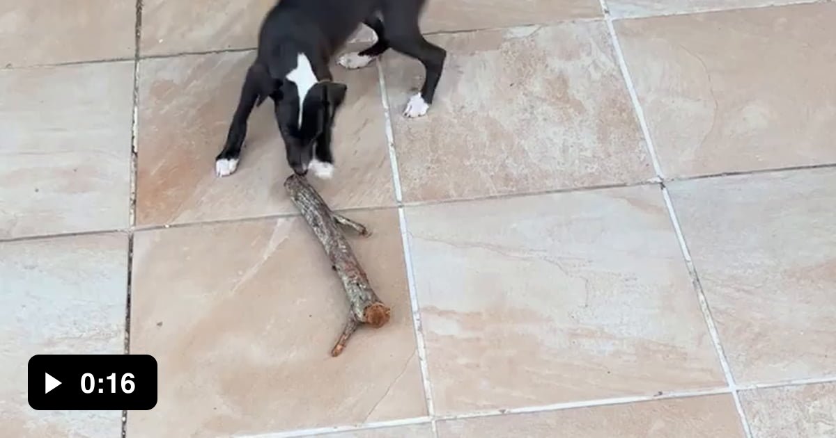 Courage has a lot to say to his stick - 9GAG