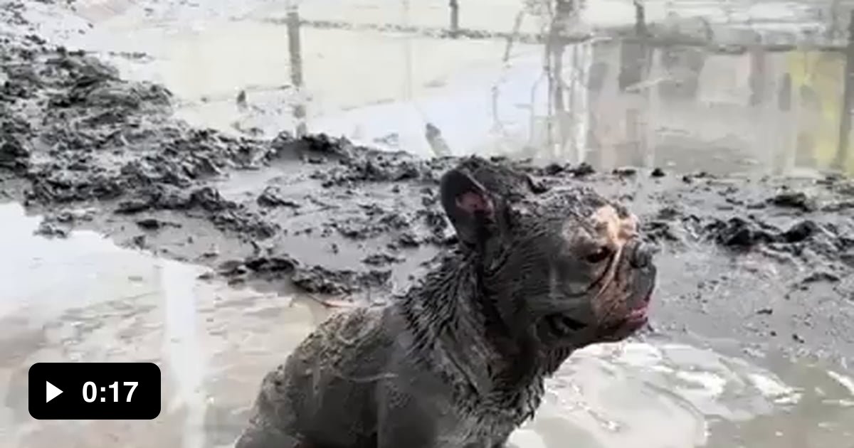 They love mud treatments. - 9GAG