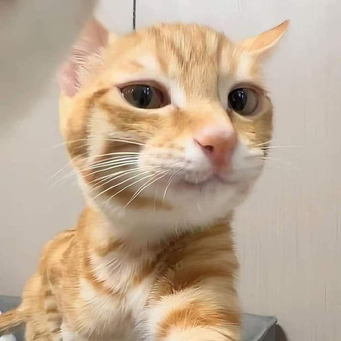 Ginger Knows he's a good looking cat - 9GAG