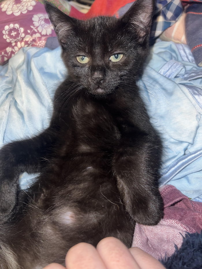 Nemo got into the catnip again. Can you tell? - 9GAG