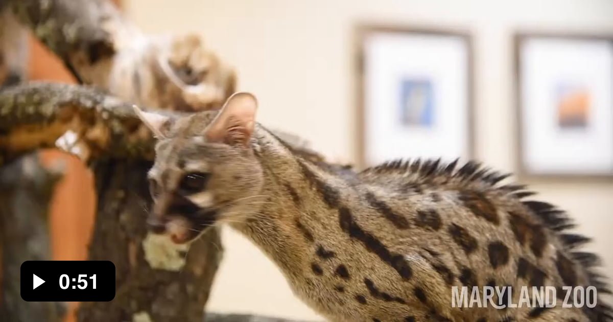 Training session with Janet the Genet at the Maryland Zoo - 9GAG
